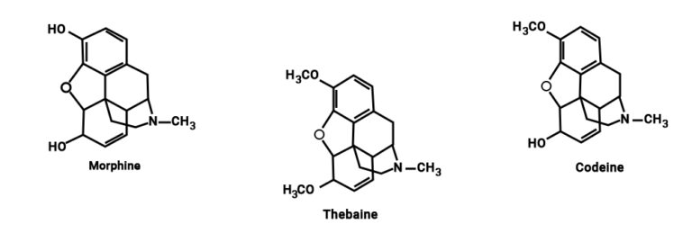 The Poppy Seed Dilemma - Luxor Scientific